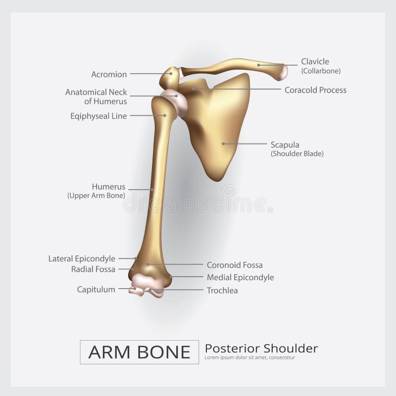 Arm Bones Anatomy