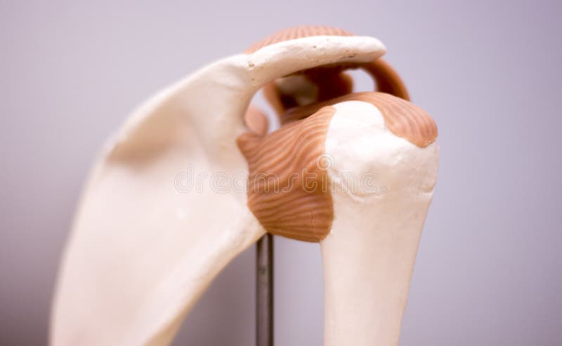 Shoulder Back Medical Model Stock Image - Image of medically, physical ...