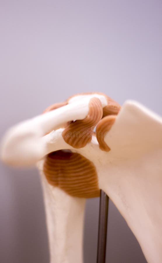 Shoulder Back Medical Model Stock Photo - Image of board, didactic ...