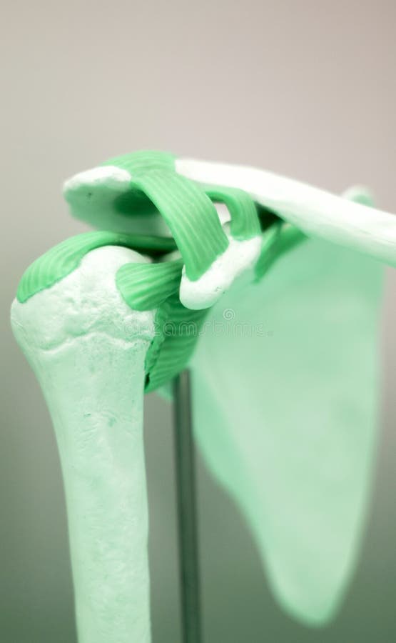 Shoulder Back Medical Model Stock Photo - Image of board, didactic ...