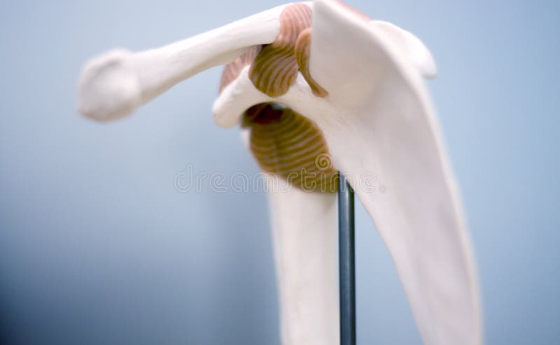 Shoulder Back Medical Model Stock Photo - Image of medical, health ...