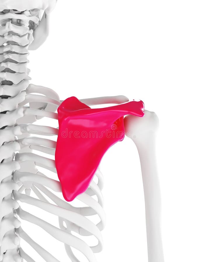 Shoulder blade - skeleton stock illustration. Illustration of woman ...