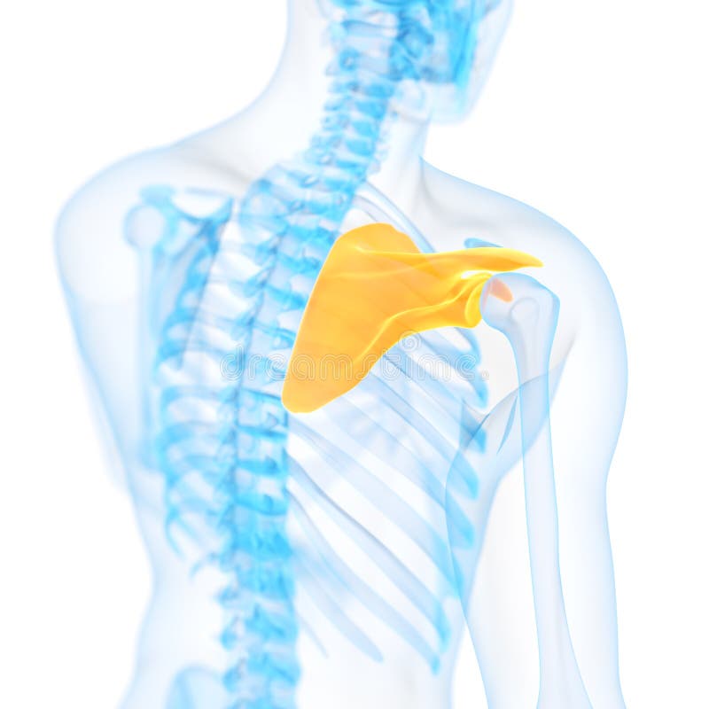 Shoulder blade (scapula) stock vector. Illustration of anatomical ...