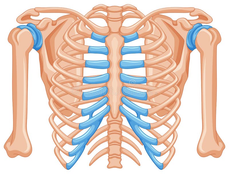 Shoulder Bone Icon. Vector Flat Design for Radiology Orthopedic ...