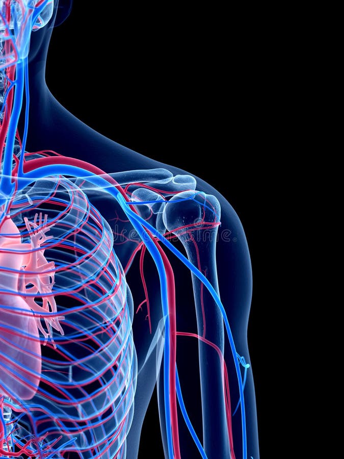 The Anterior Shoulder Muscles Stock Illustration - Illustration of ...