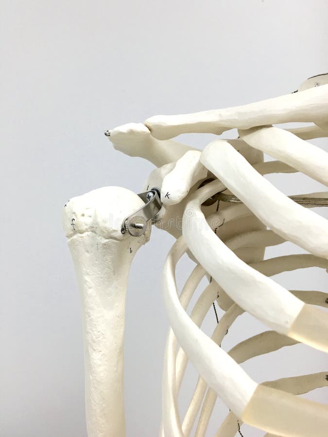 Shoulder joint. stock photo. Image of shoulder, medical - 74685244