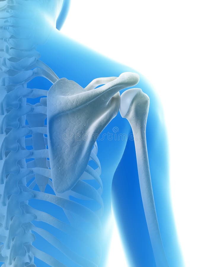 The shoulder joint stock illustration. Illustration of skeleton - 34776772