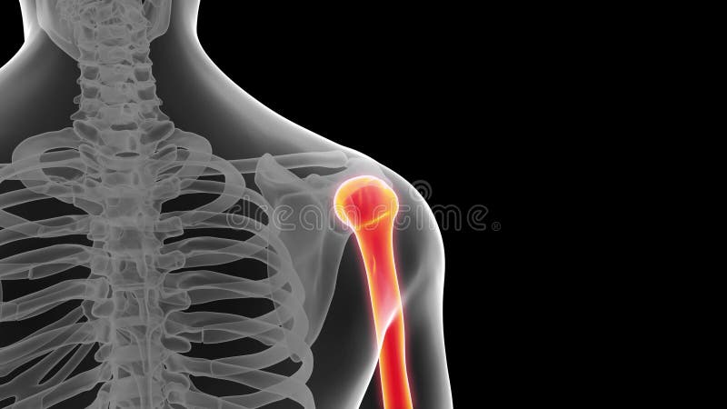 The shoulder joint stock footage. Video of disease, bones - 68352852