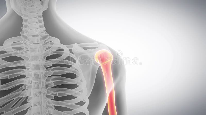 Shoulder Joint Pain Anatomy for Medical Concept 3D Rendering Stock ...