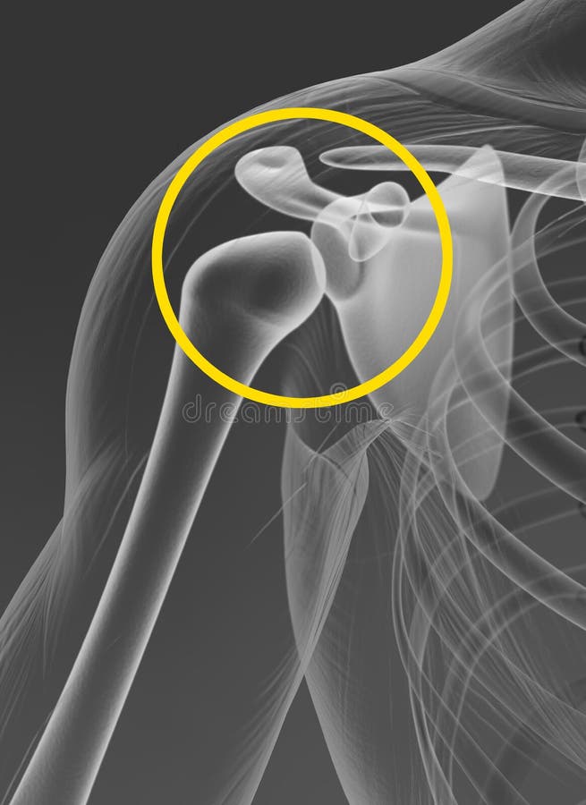Shoulder Joint, Medically 3D Illustration Stock Illustration ...