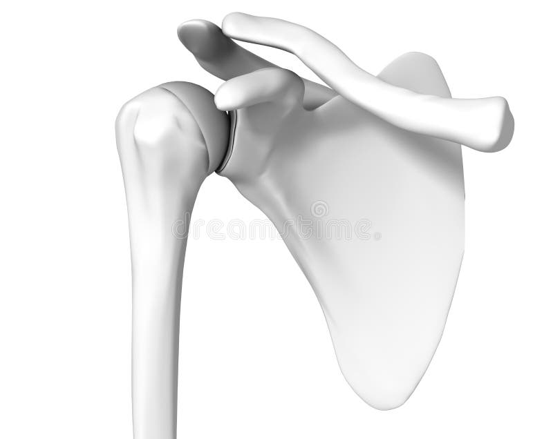 Shoulder Joint, Medically 3D Illustration Stock Illustration ...