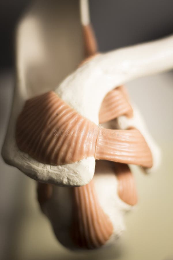 249 Bones Back Shoulder Stock Photos - Free & Royalty-Free Stock Photos ...