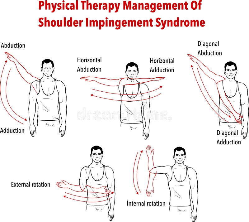 Shoulder Joint Movements Vector Illustration Stock Vector ...