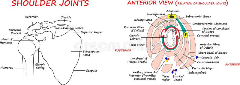 Shoulder Joints Vector Diagram, Relation of Shoulder Joints Stock ...