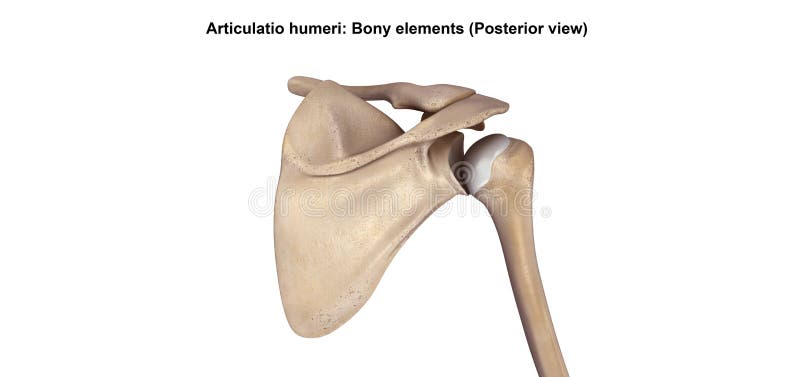 Shoulder joints stock photo. Image of human, cuff, isolated - 81704000