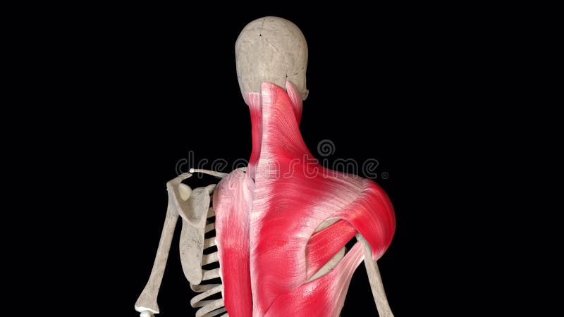 Shoulder Movements stock video. Video of human, animation - 232087691