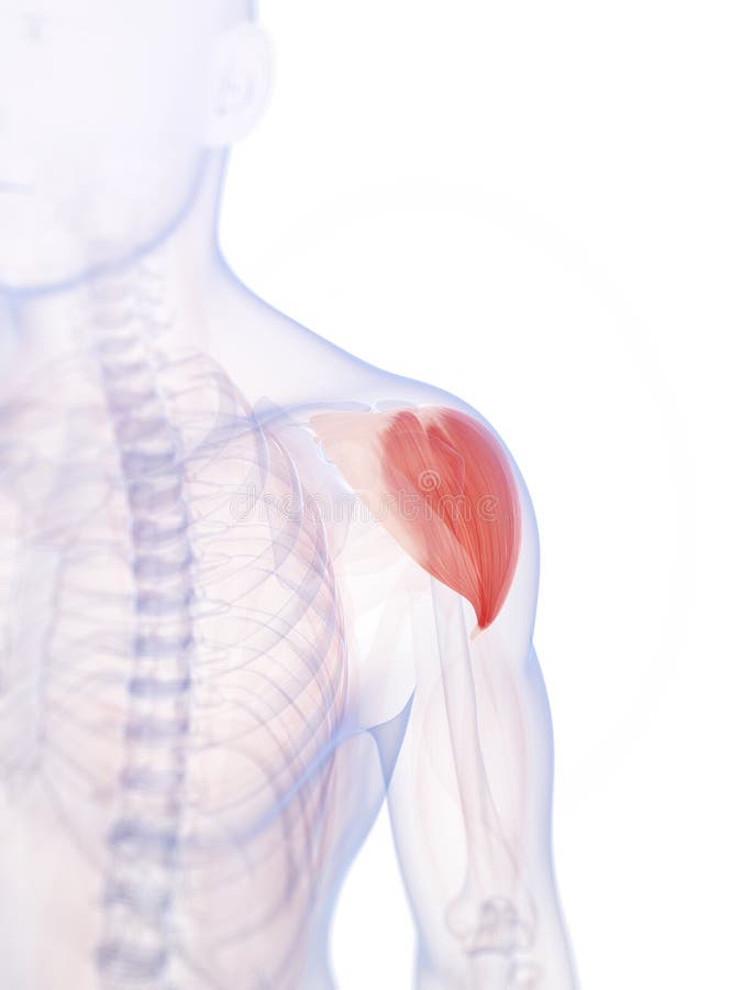The shoulder muscle stock illustration. Illustration of science - 34165730