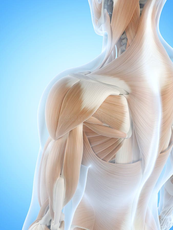 The shoulder muscles stock illustration. Illustration of biology - 39791370