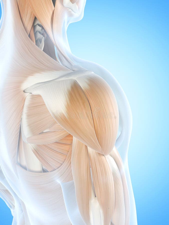 The shoulder muscles stock illustration. Illustration of anatomical ...