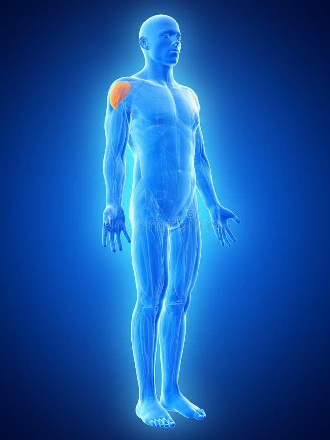 The shoulder muscles stock illustration. Illustration of rendering ...