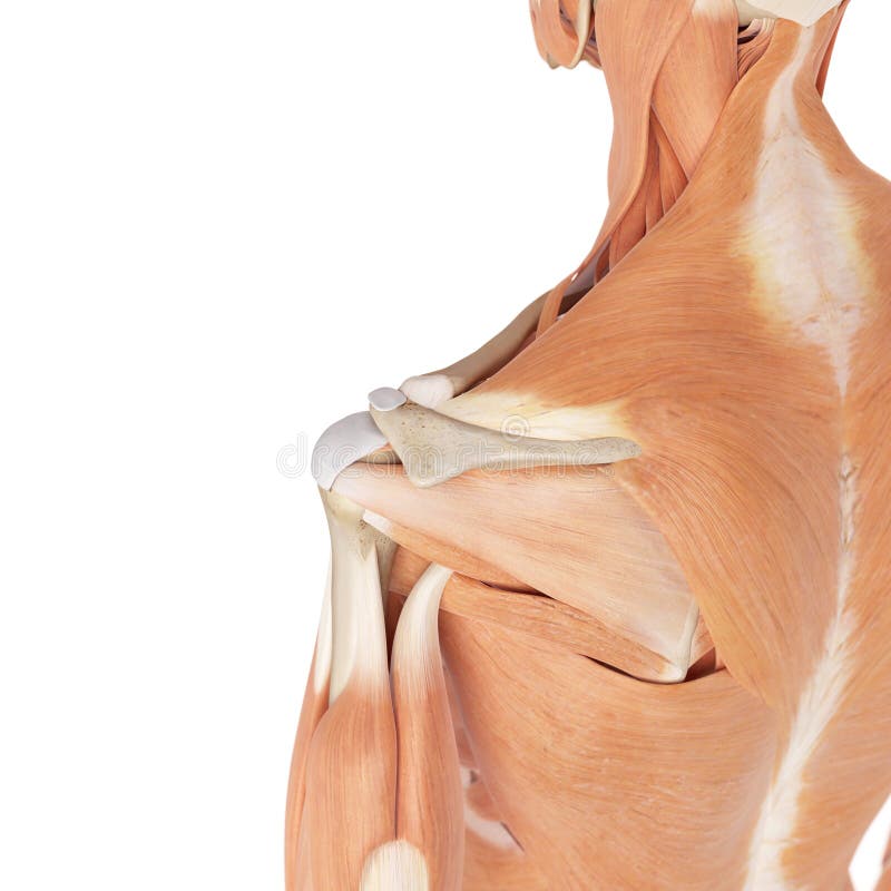 The shoulder muscles stock illustration. Illustration of muscles - 56287159