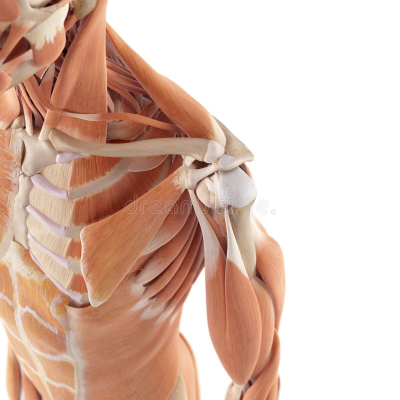 The Shoulder Muscles Surrounding the Rotator Cuff Stock Vector ...