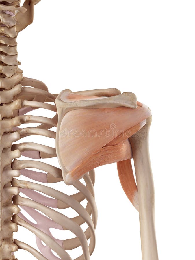 Muscles of the Back Anatomy Stock Illustration - Illustration of ...