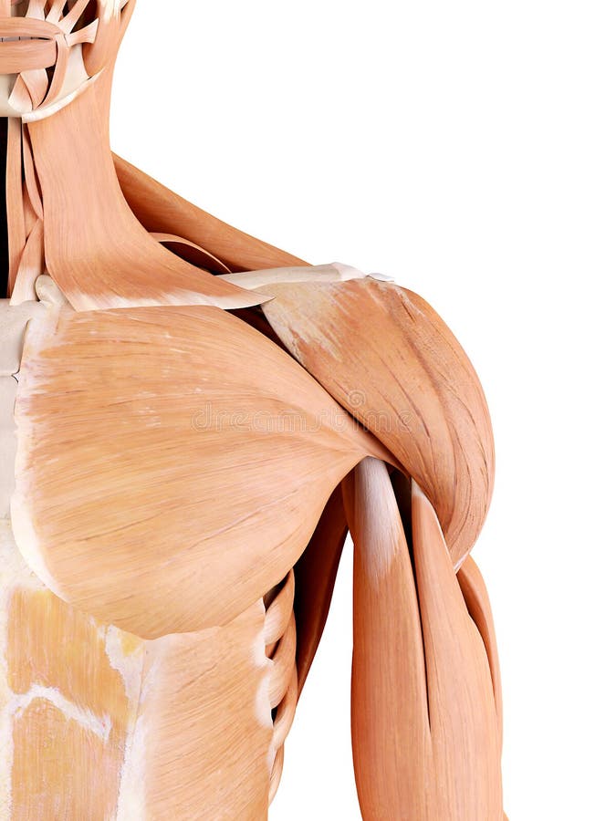 Shoulder muscles stock illustration. Illustration of nature - 59785457