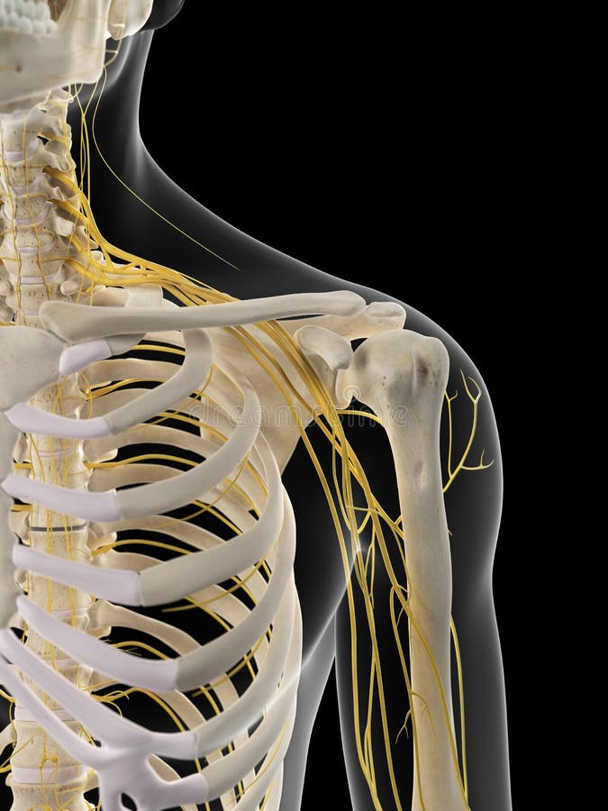 Shoulder nerves stock illustration. Illustration of rheumatism - 30721771