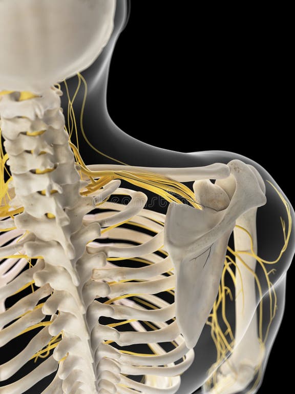 The shoulder nerves stock illustration. Illustration of rendering ...