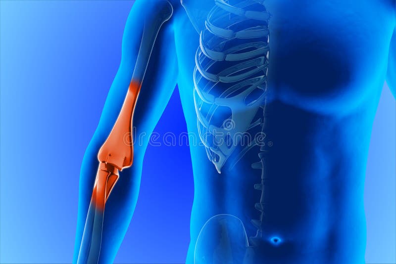 Shoulder / Scapula / Clavicle - Anatomy Bones Stock Illustration ...