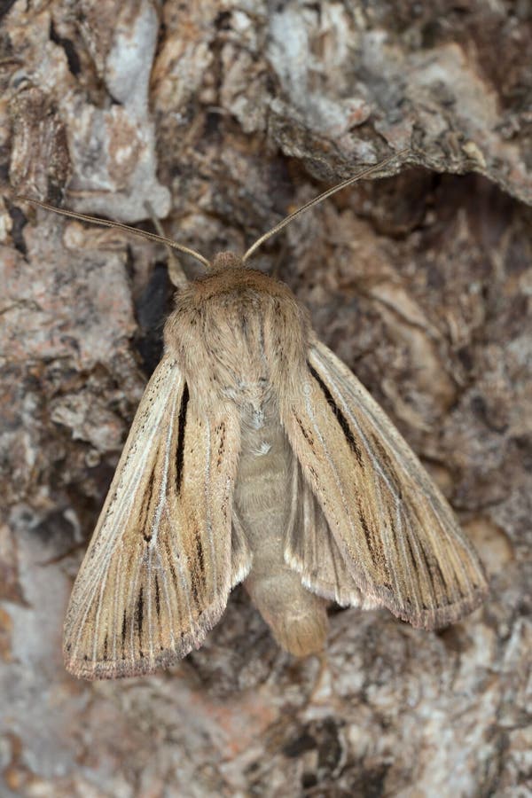 Shoulder-striped Wainscot, Leucania Comma on Bark Stock Image - Image ...