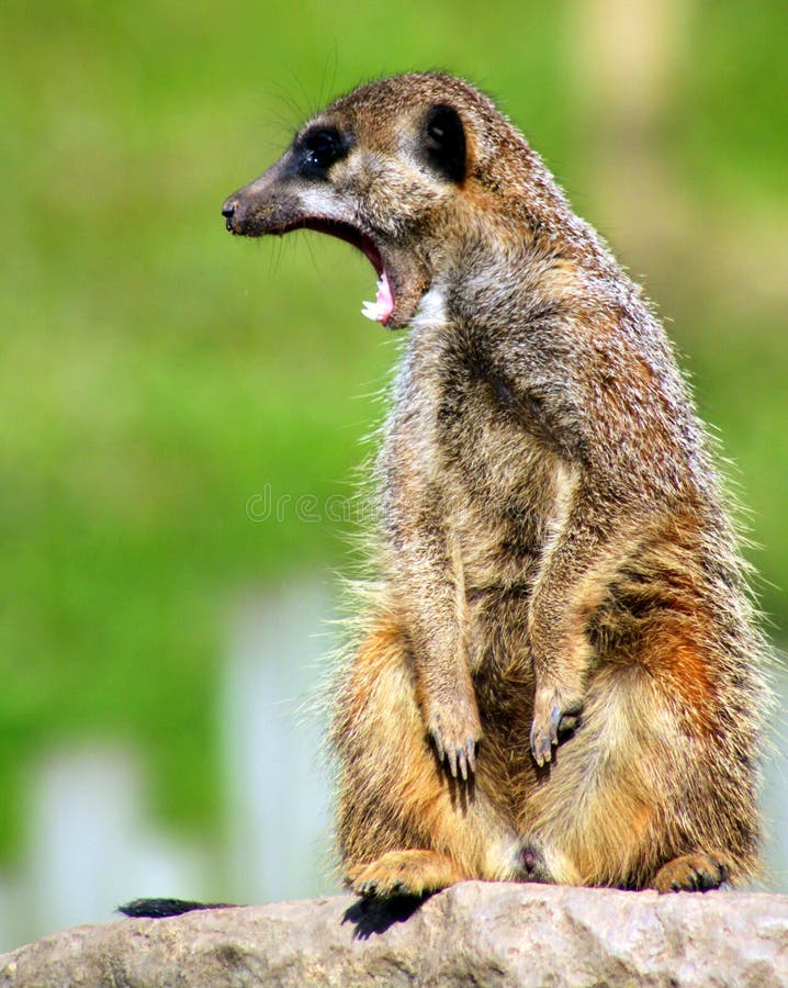 Shout stock image. Image of relaxed, quote, look, mammal - 27224827