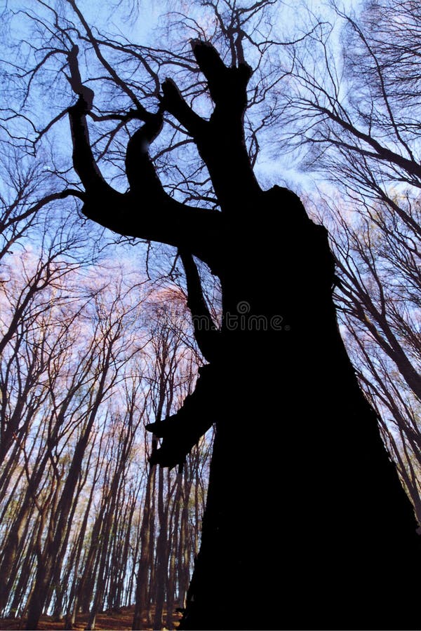 Shout of a tree stock image. Image of forest, tree, fire - 1370711