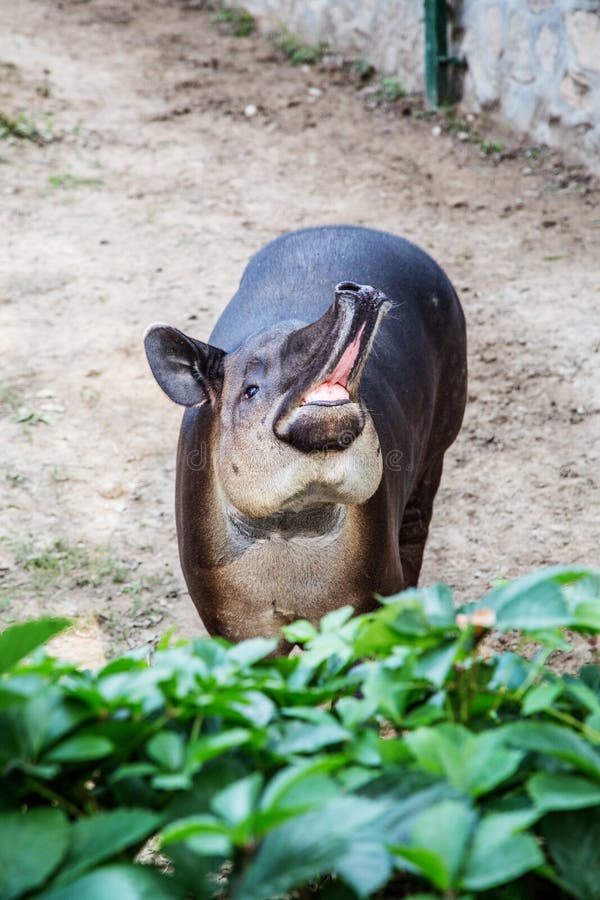 Shouted the tapir stock photo. Image of brown, mammal - 41648170