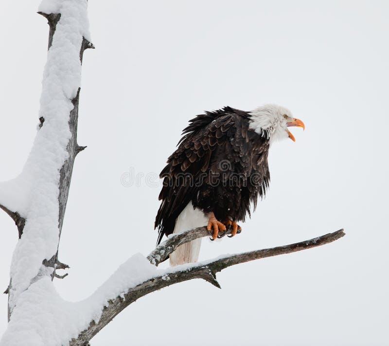 The Shouting Bald Eagle Sits On A Branch. Stock Photo - Image of alaska ...