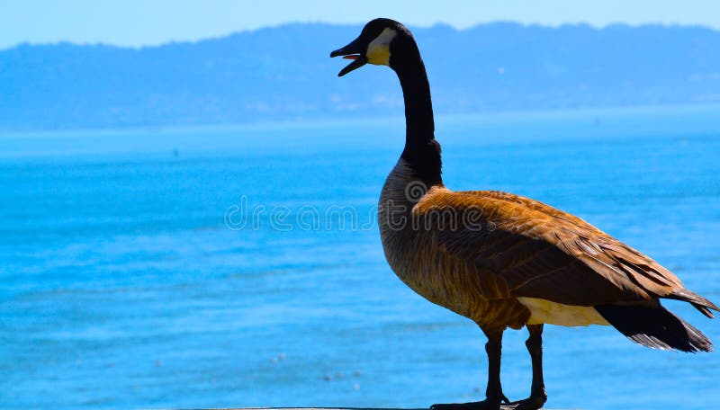 A shouting bird stock photo. Image of blue, alcatraz - 95843198