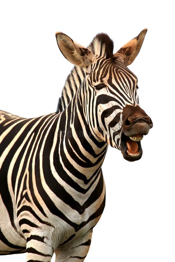 Shouting or Laughing Zebra stock photo. Image of close - 38704114