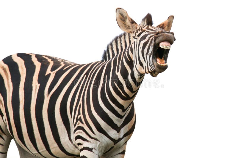 Shouting or Laughing Zebra stock photo. Image of wildlife - 38957298