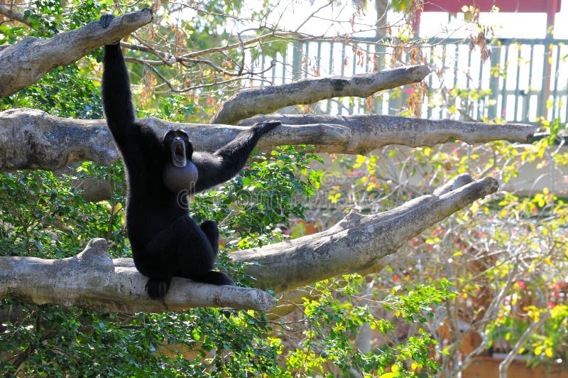 Shouting Monkey stock image. Image of florida, nature - 23466765