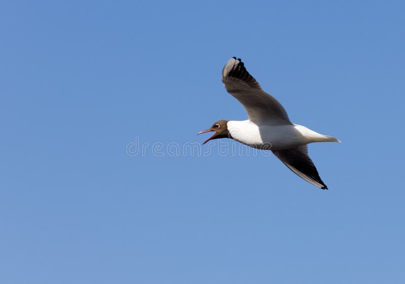 166 Seagull Shouting Stock Photos - Free & Royalty-Free Stock Photos ...
