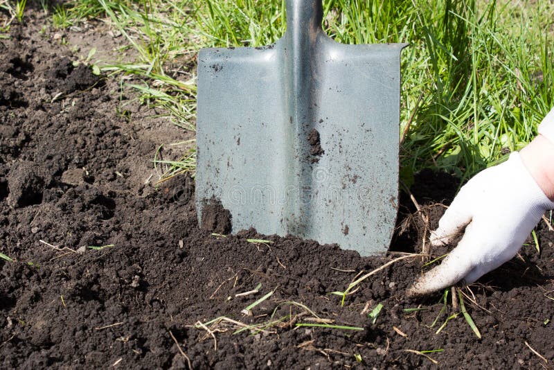Shovel digging stock photo. Image of ground, worker, construction ...