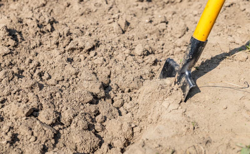 Shovel in the Ground. Agriculture and Soil Cultivation. Digging the ...
