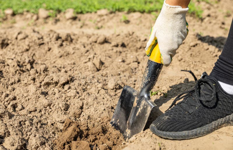 Shovel in the Ground. Agriculture and Soil Cultivation. Digging the ...