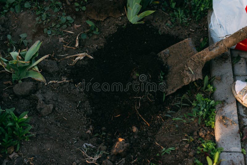 Shovel in the Ground Plant Farm Tools. Shovel Drip the Earth Dig Up ...