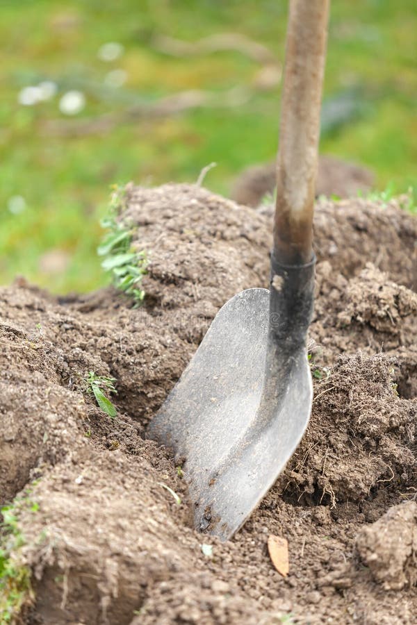 Shovel in the ground stock photo. Image of back, digging - 136539196