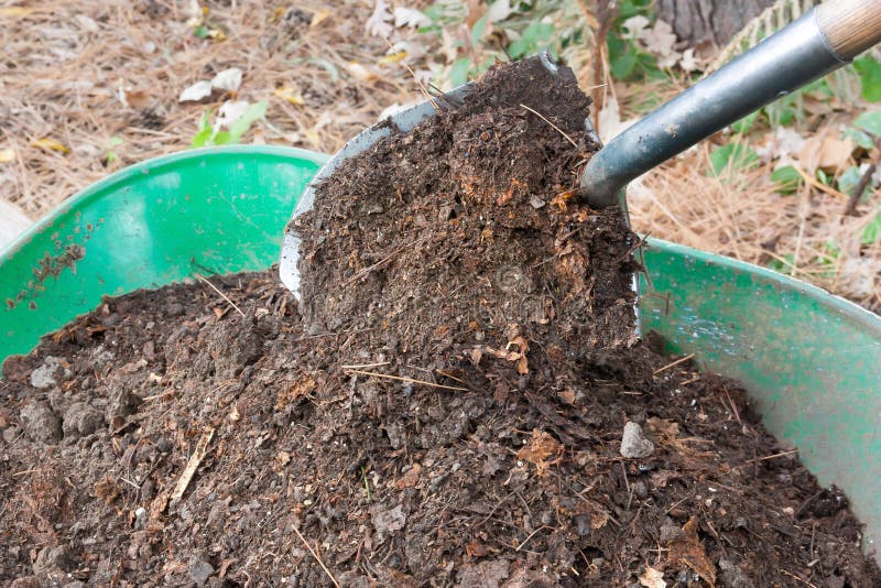 Shovel Pours Compost into Wheelbarrow Stock Photo - Image of ...