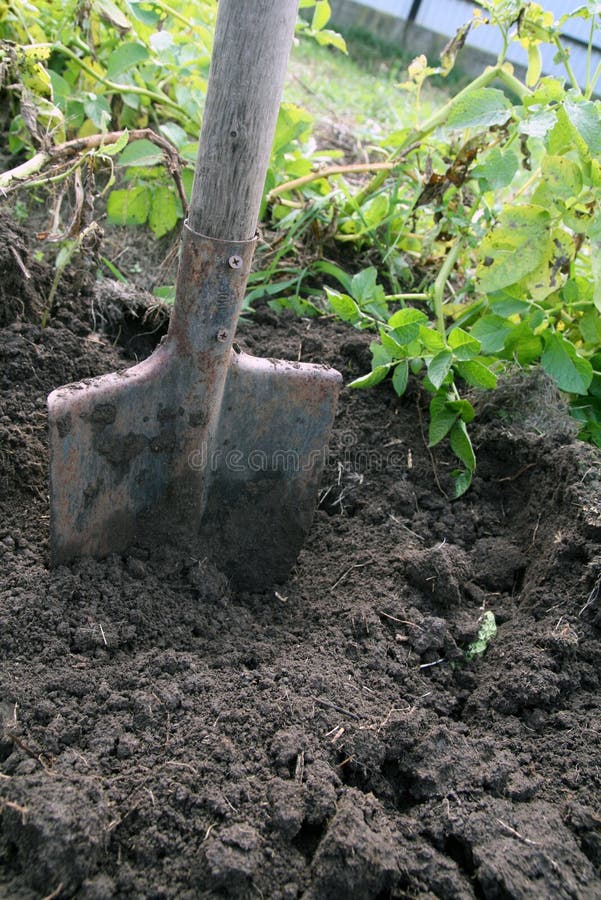 Shovel in soil stock image. Image of soil, equipment - 19085841