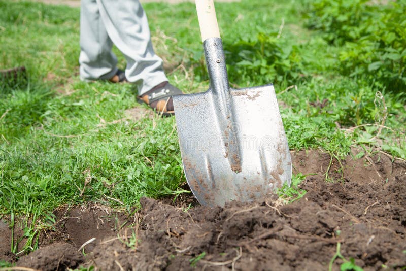 Shovel in Soil in the Garden Stock Image - Image of gardening ...
