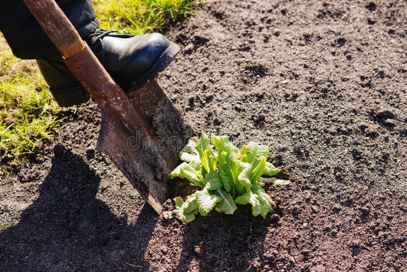 Shovel with soil and plant stock photo. Image of grow - 87778610